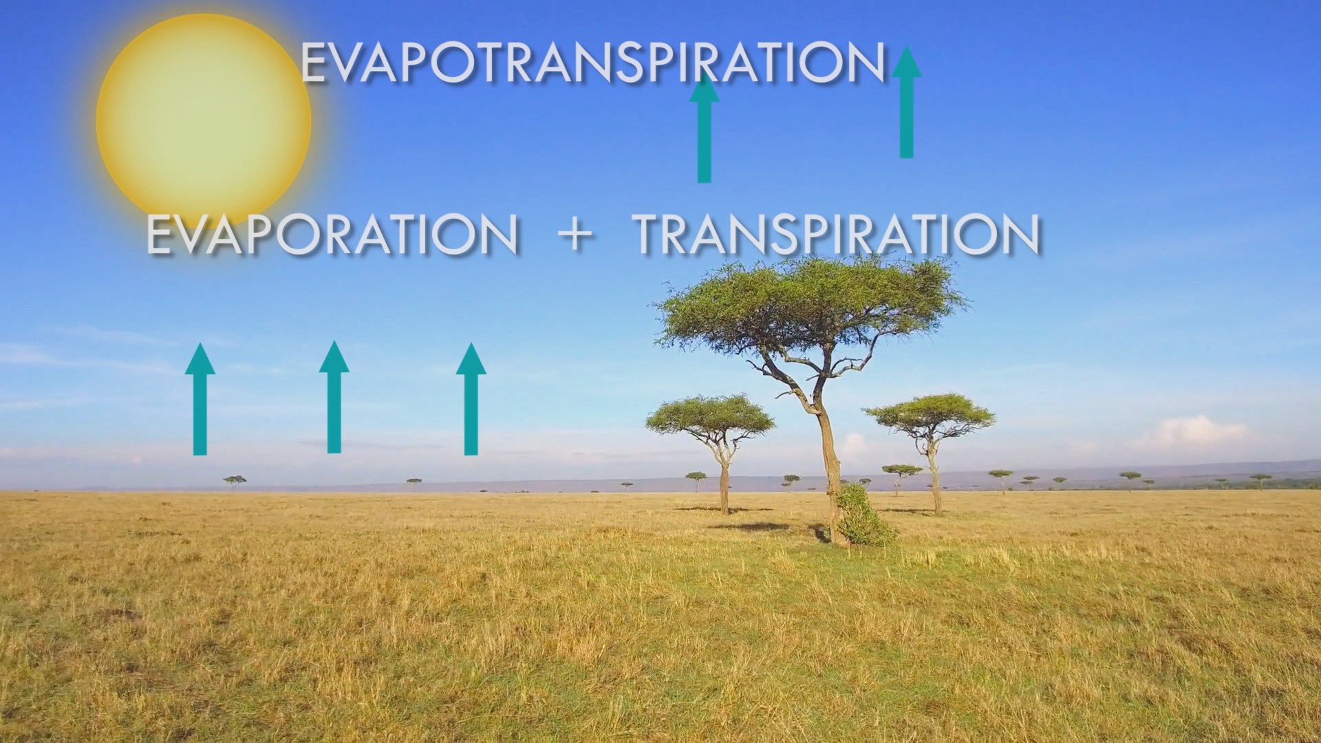 Biomes course Archives - Geodiode