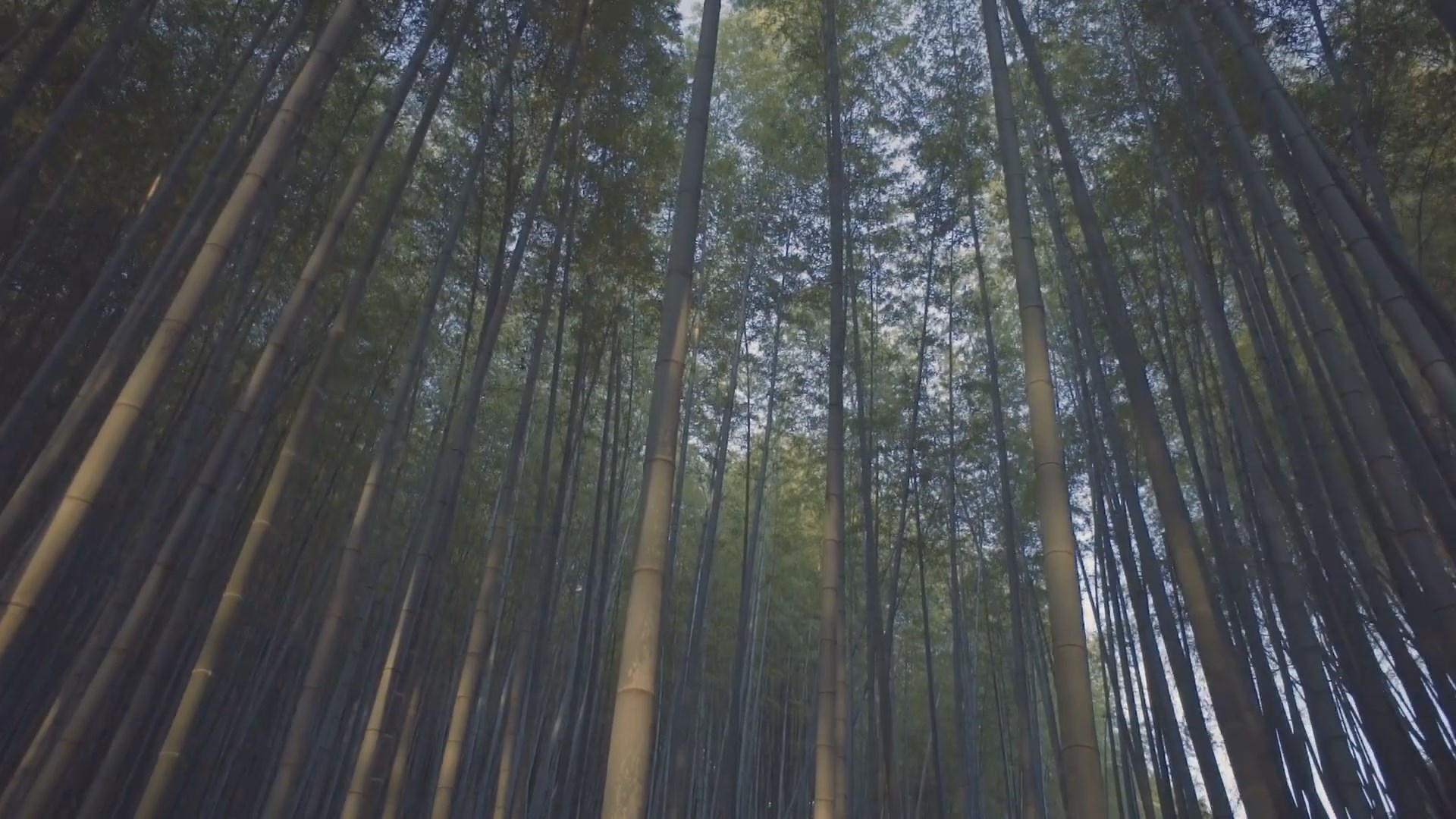 Biomes course Archives - Geodiode