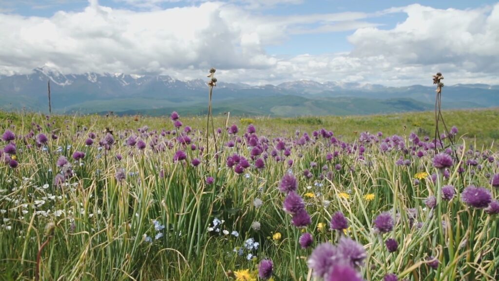 Biomes, a full course for beginners to biomes – Geodiode