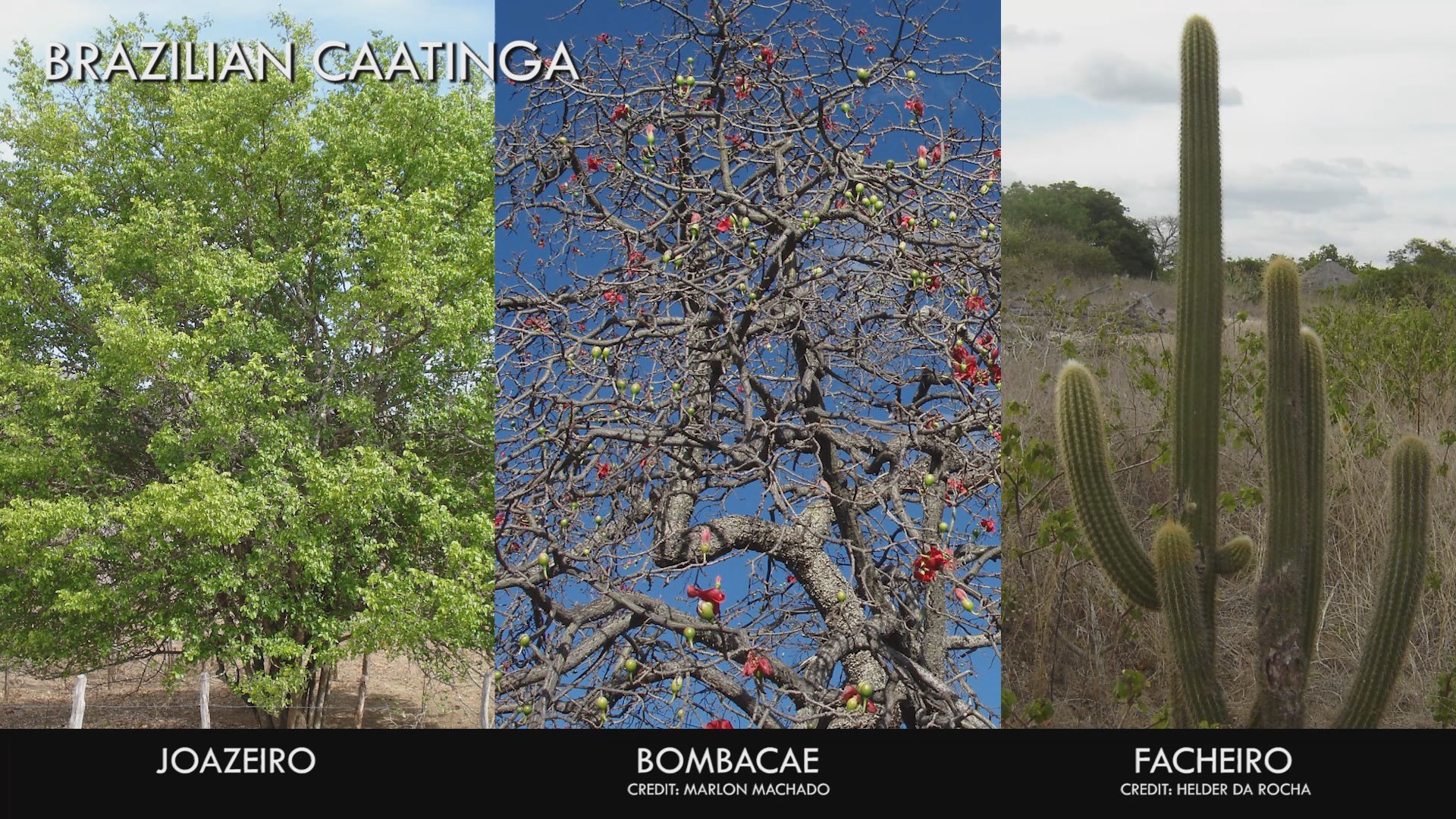 Shrublands (3) – Geodiode