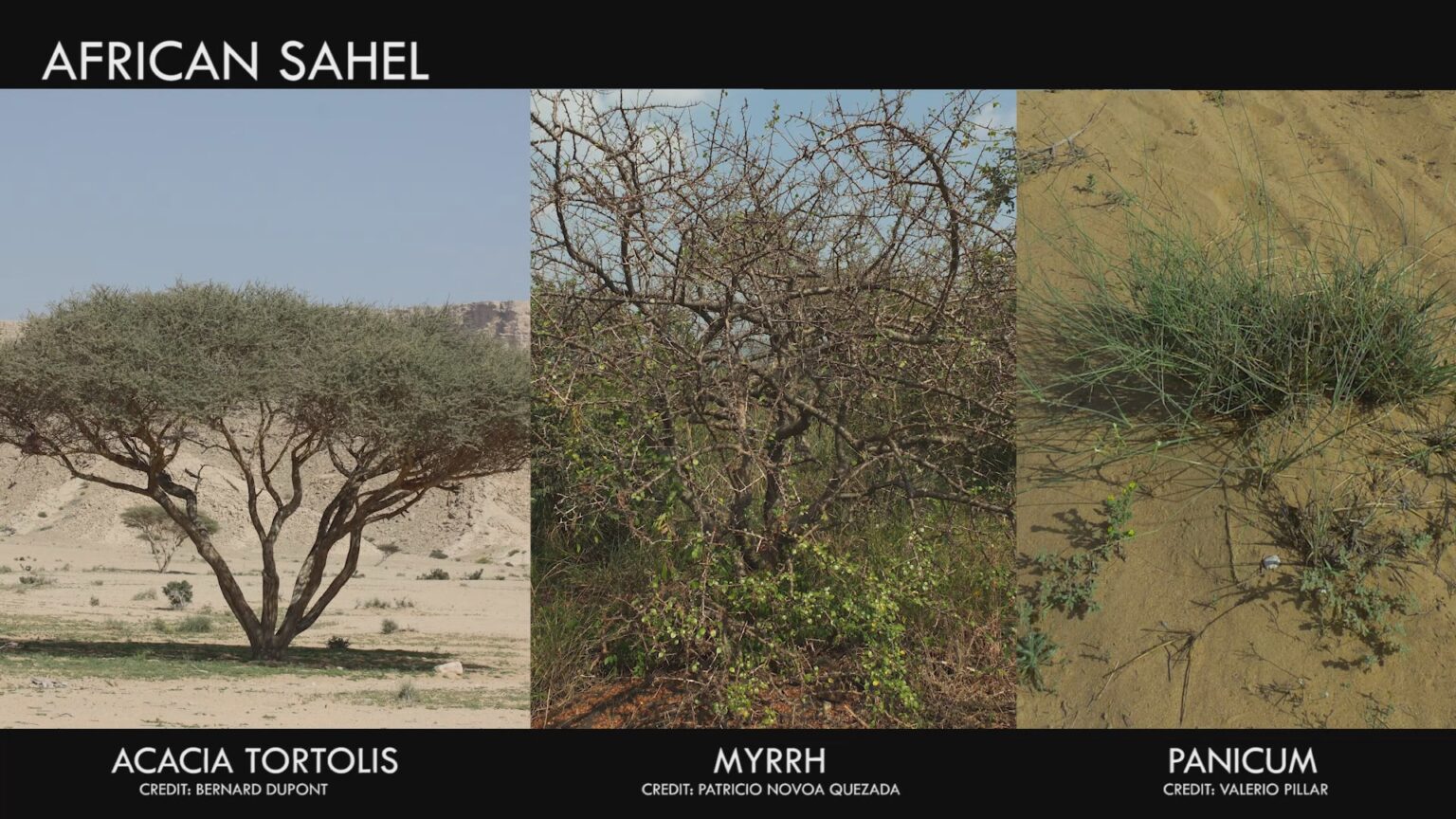 Shrublands (3) – Geodiode