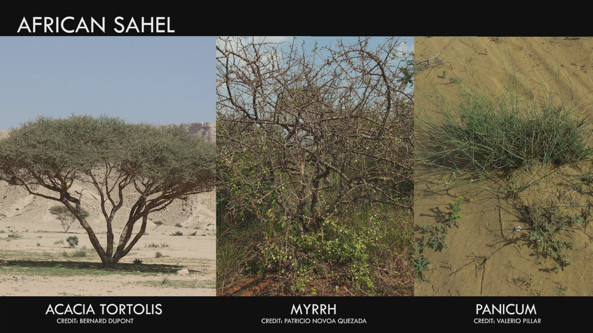 Shrublands (3) – Geodiode