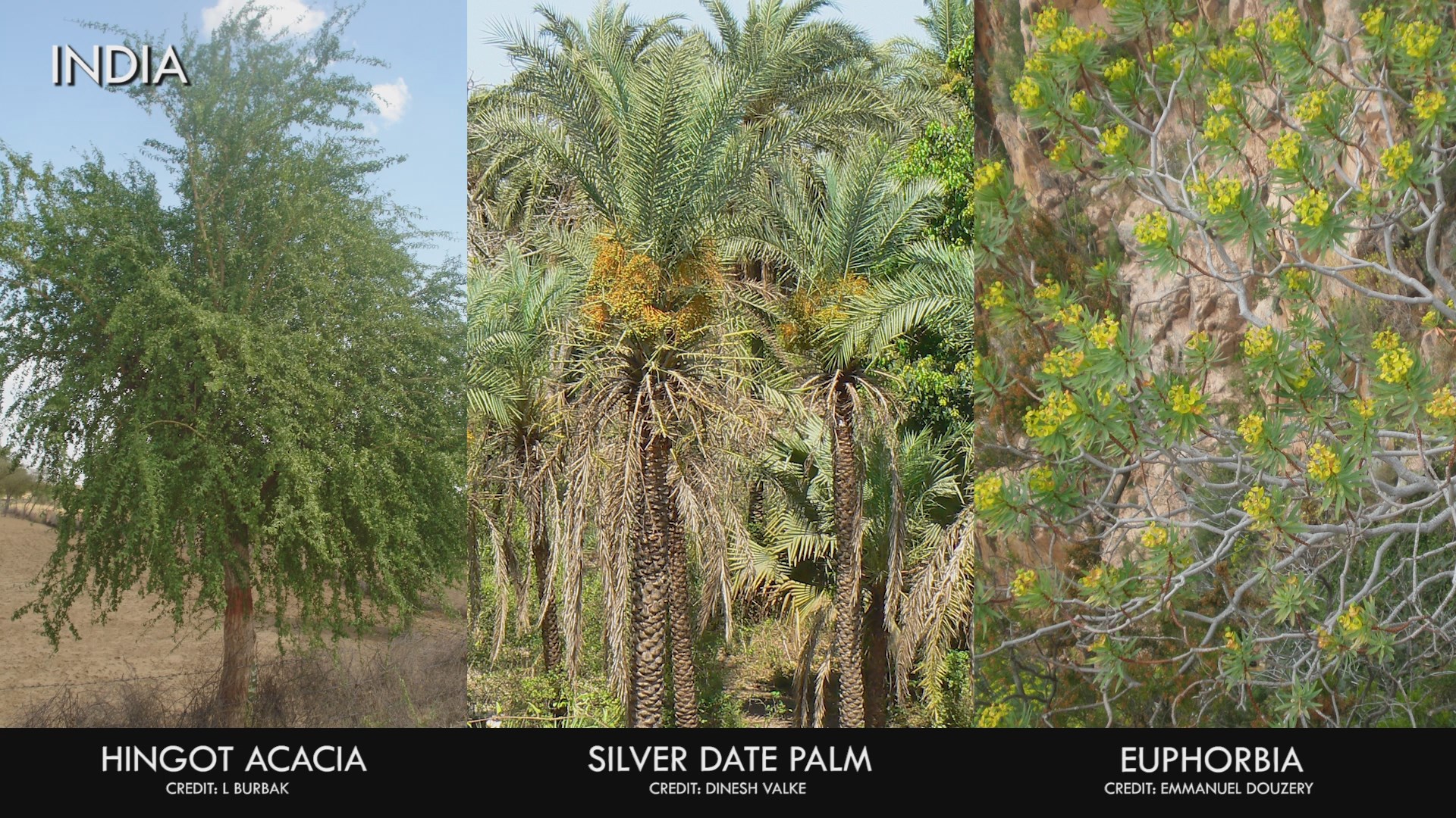 Shrublands (3) – Geodiode