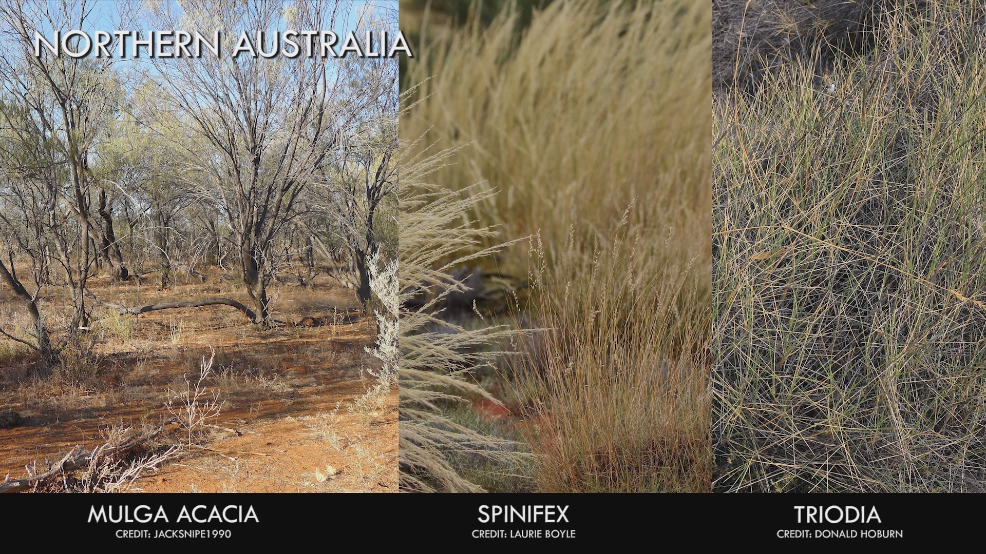 Shrublands (3) – Geodiode