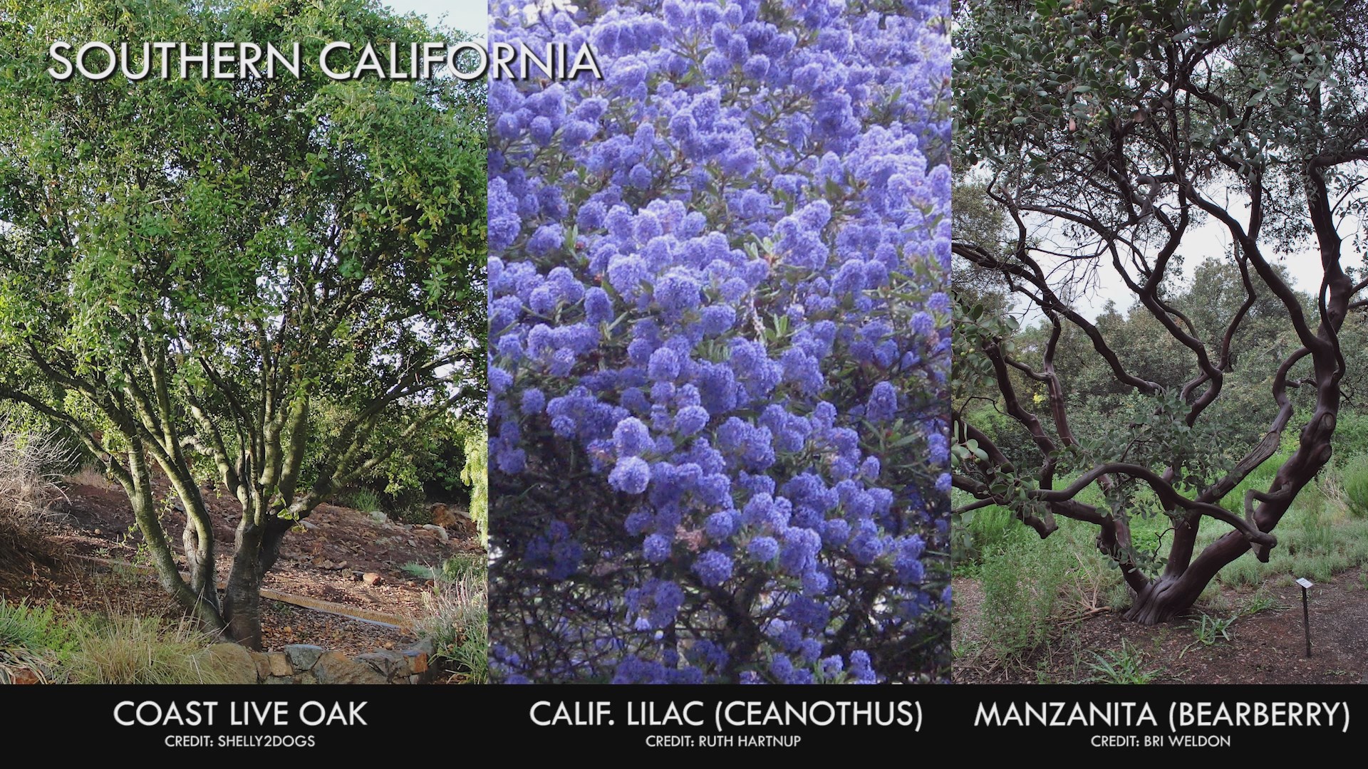 Shrublands (3) – Geodiode