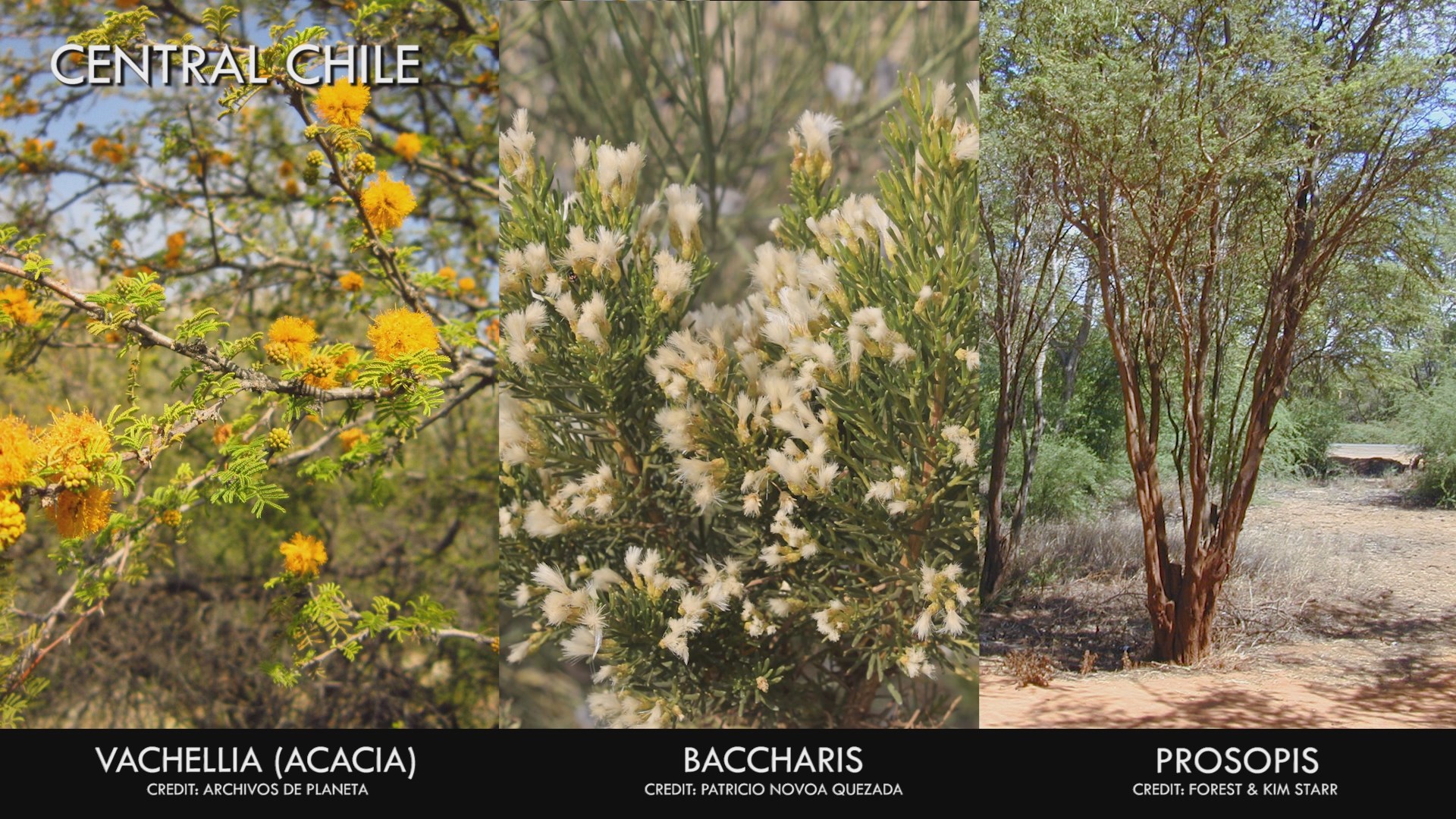 Shrublands (3) – Geodiode