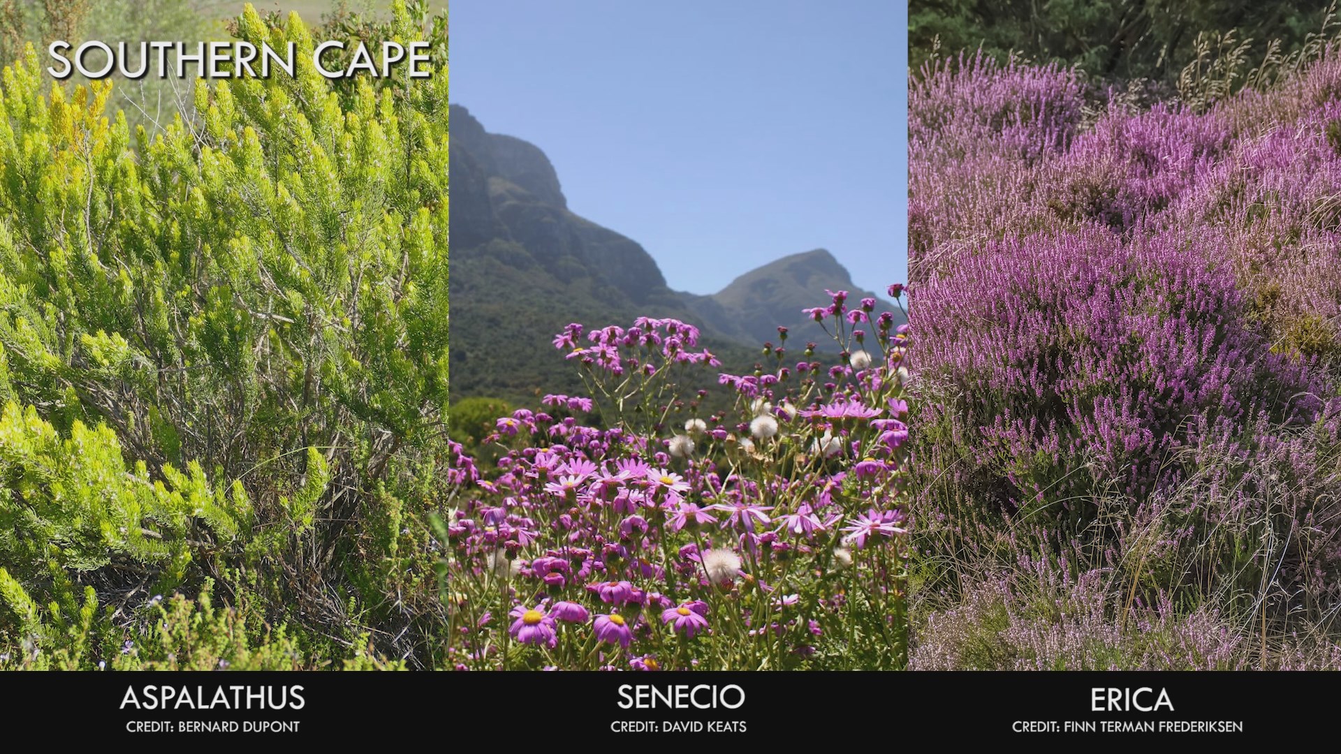 Shrublands (3) – Geodiode