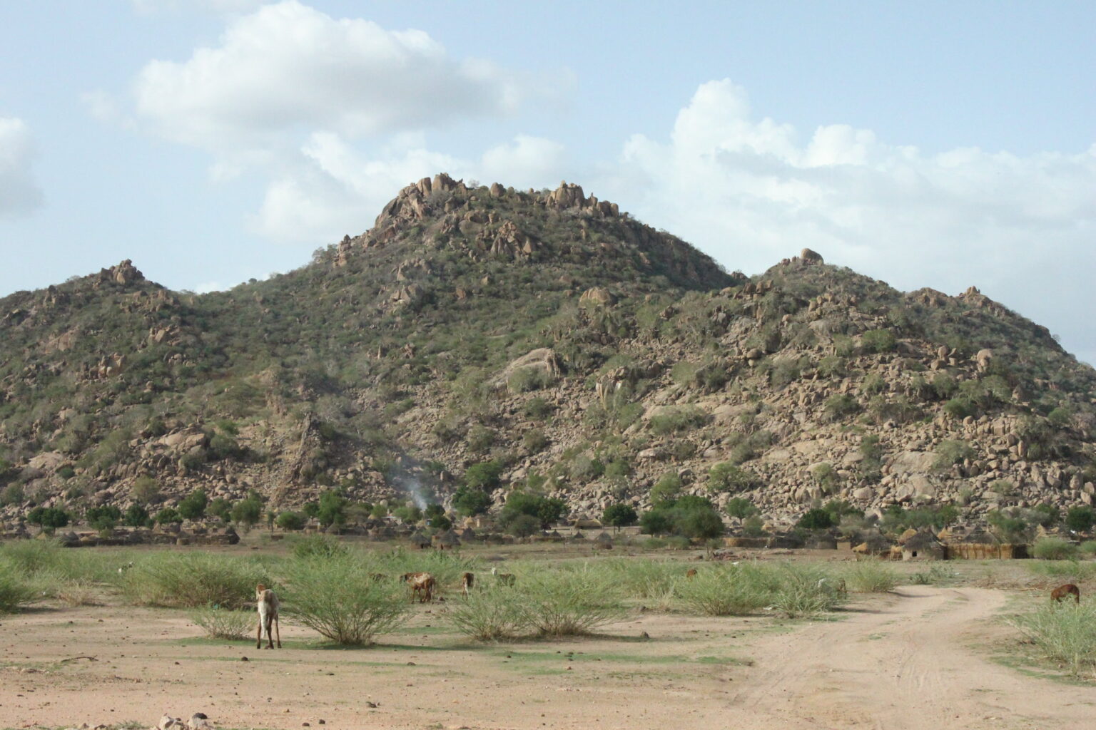 Shrublands (3) – Geodiode