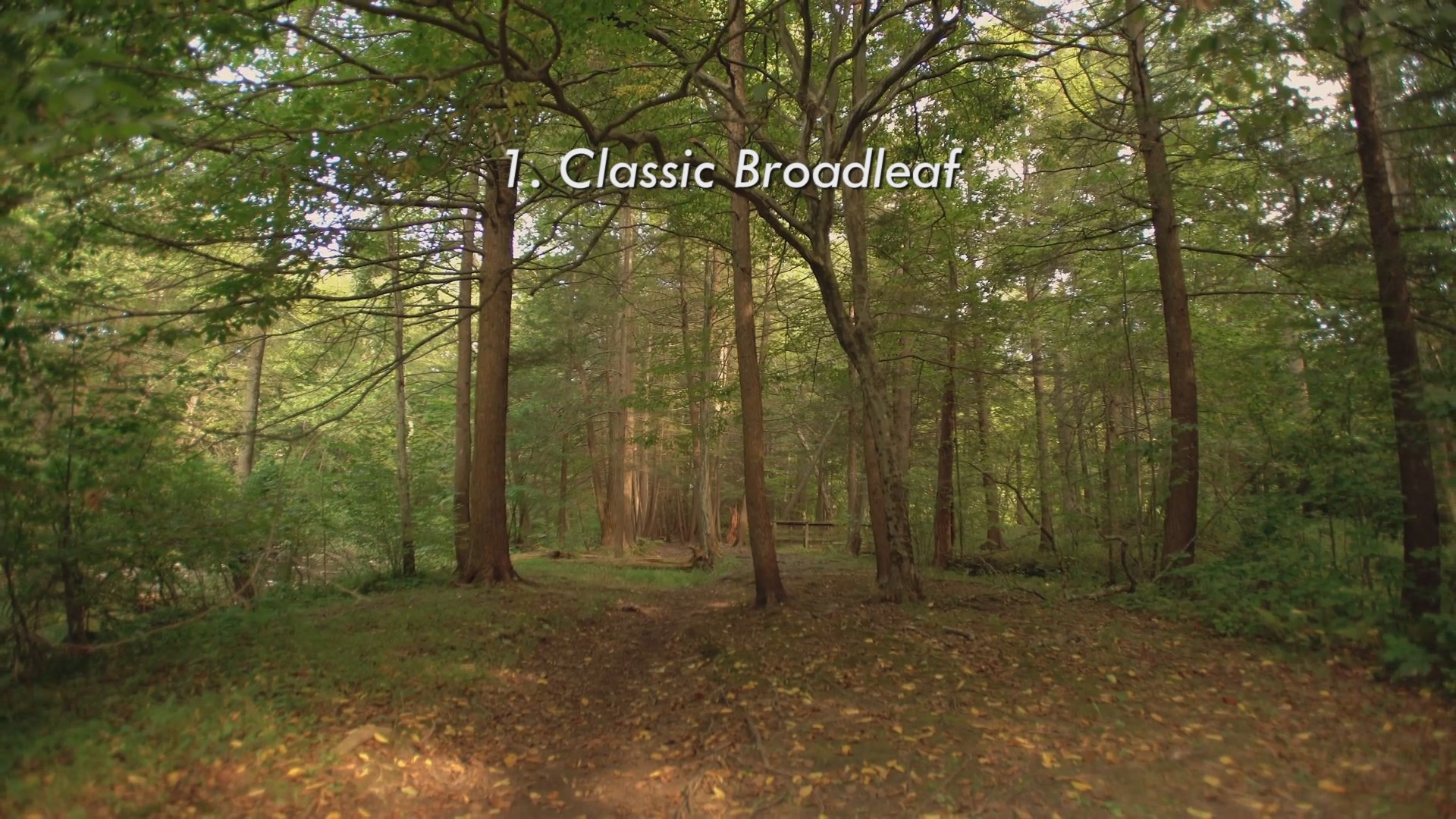 Temperate forests (6) - Geodiode