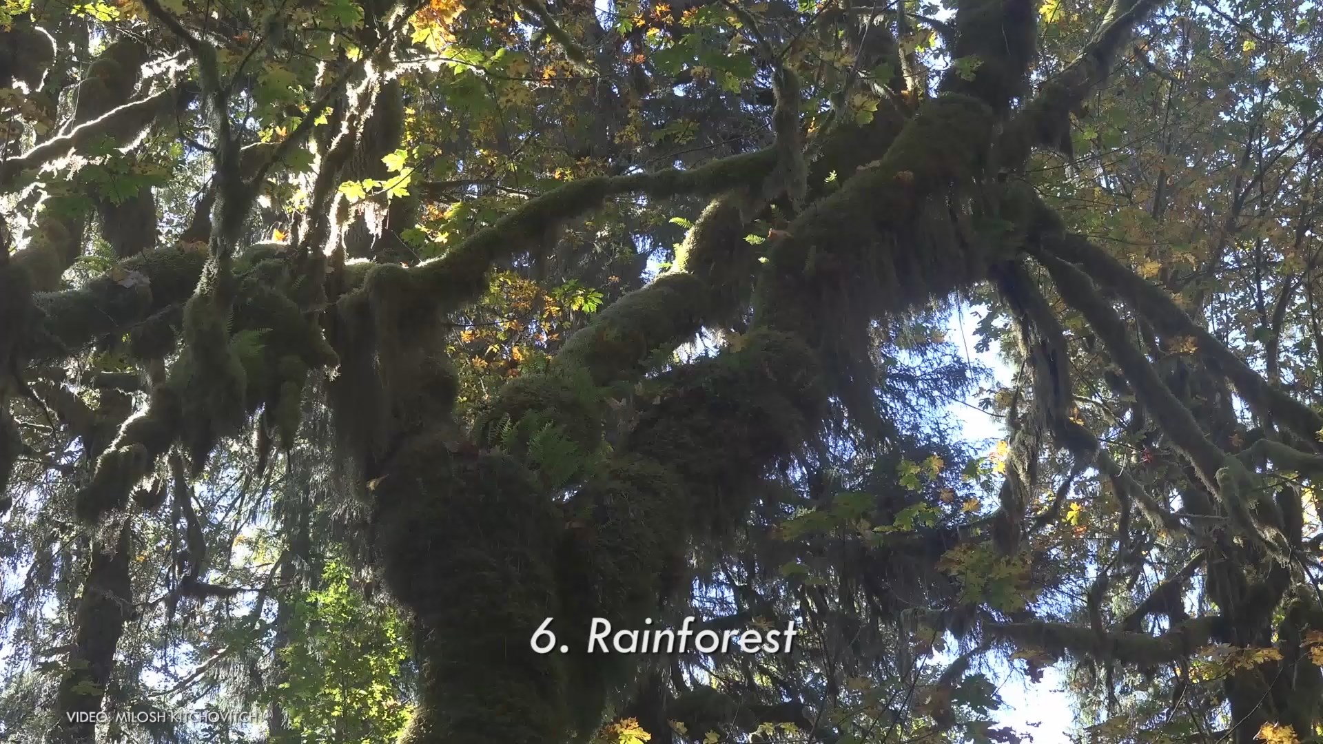 Temperate forests (6) - Geodiode